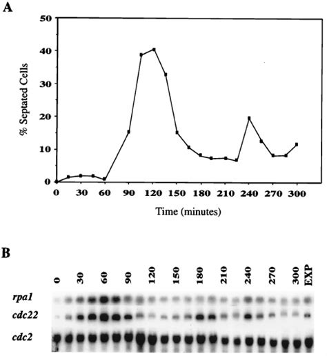 Cell Cycle Periodicity Of The Rpa1 ϩ Transcript Cdc25 22 Cells Were