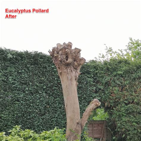 Tree Pollarding Tree Surgery Arb Approved Ascot Bracknell