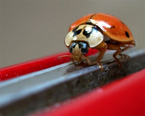 The Thing Of The Moment A Ladybug In Its Natural Environment