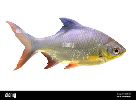 River Fish Isolated On White Background Photo River Fish Isolated On
