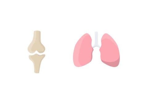 Body Part Bone And Lungs Icon Graphic By Pinkskiesstudioo · Creative Fabrica