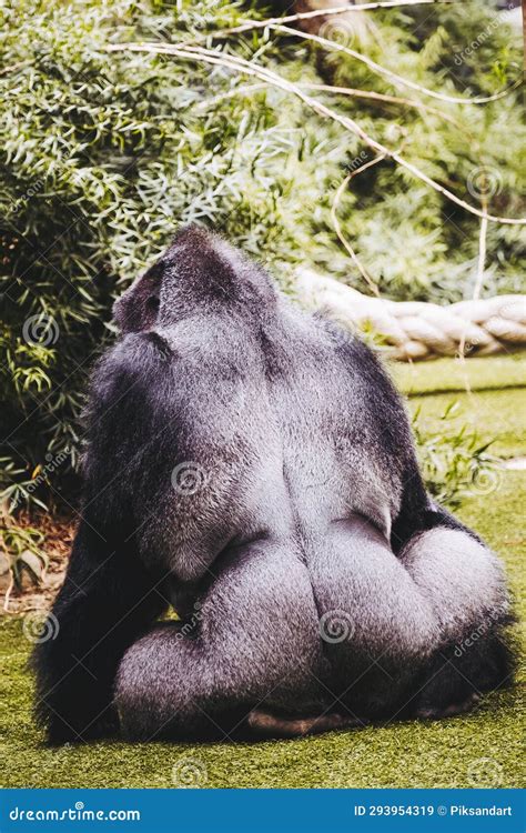 Back Of A Western Lowland Gorilla Silverback Stock Image Image Of