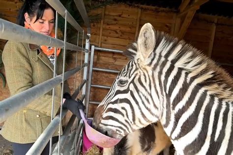 Feed Stroke And Take Photos With Ziggy The Zebra