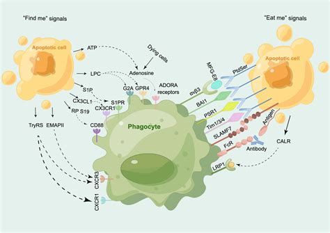“find Me” And “eat Me” Signals Tools To Drive Phagocytic Processes For