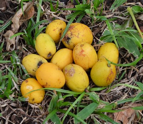 Yellow Mombin Spondias Mombin