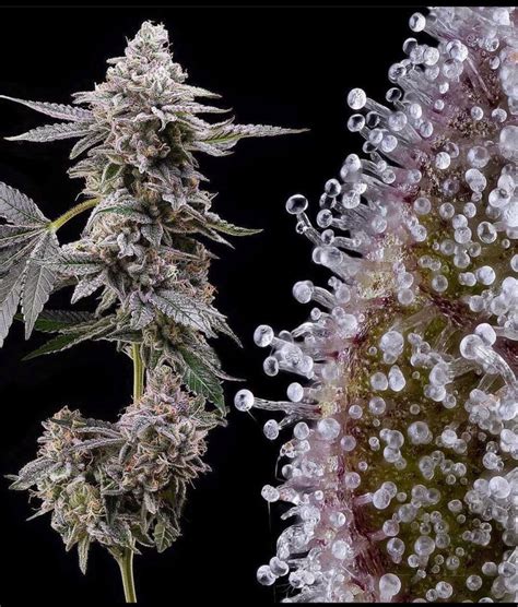 Clementine Seeds Seeds And Clones