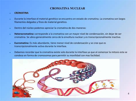 Ppt Nucleo Powerpoint Presentation Free Download Id 3885389