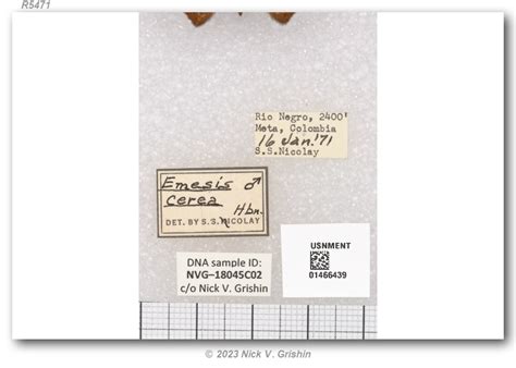 Emesis C Cereus Pinned Specimens