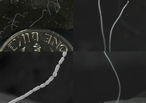 Worlds Largest Ever Bacterium Discovered In Caribbean Pics Surface