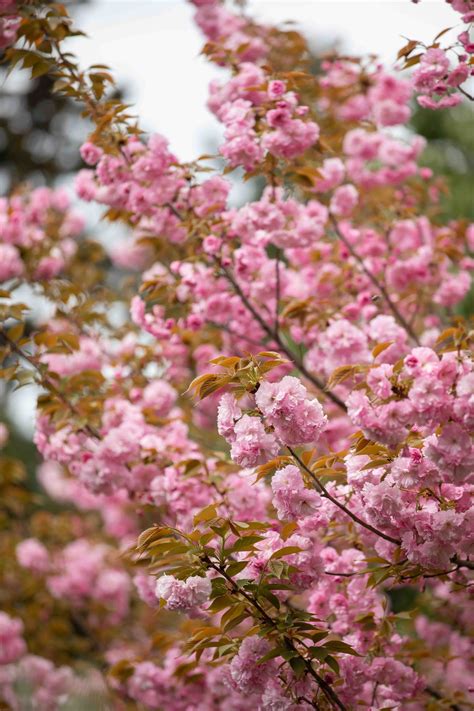 ბათუმის ბულვარი ბათუმის ბულვარი Batumi Boulevard