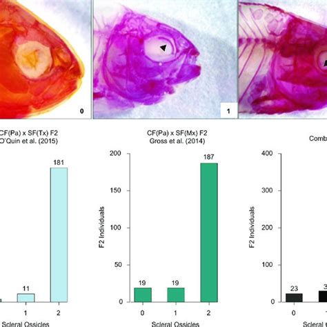 Skewed Distribution Of Scleral Ossicles In Cf X Sf F2 Hybrids A