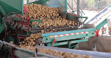 Essential Potato Equipment For Efficient Farming