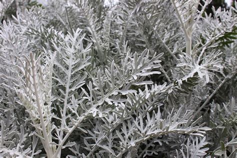 12 Hardy Border Plants For Australian Gardens Ultimate Backyard