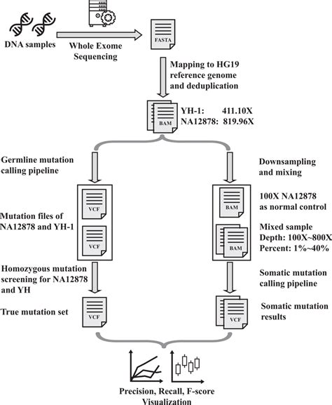 The Work Flowchart Of The Experiment Design Two Dna Samples Were First Download Scientific