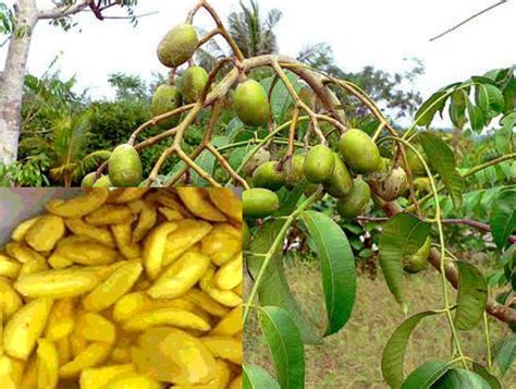 Cara Membuat Manisan Kedondong Mini Paling Mudah Dengan Hasil Memuaskan