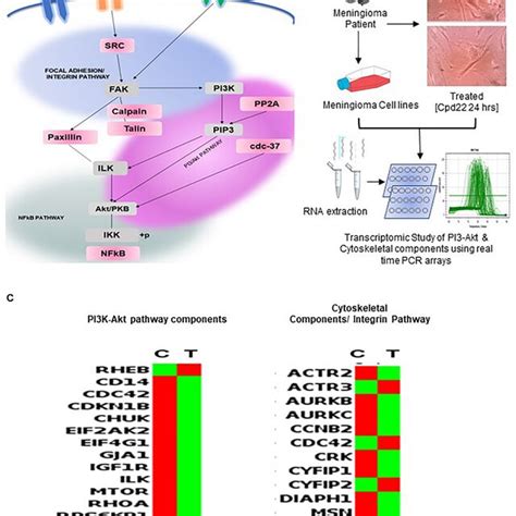 Assessment Of Perturbations Of Integrin And Pi3k Akt Pathway In