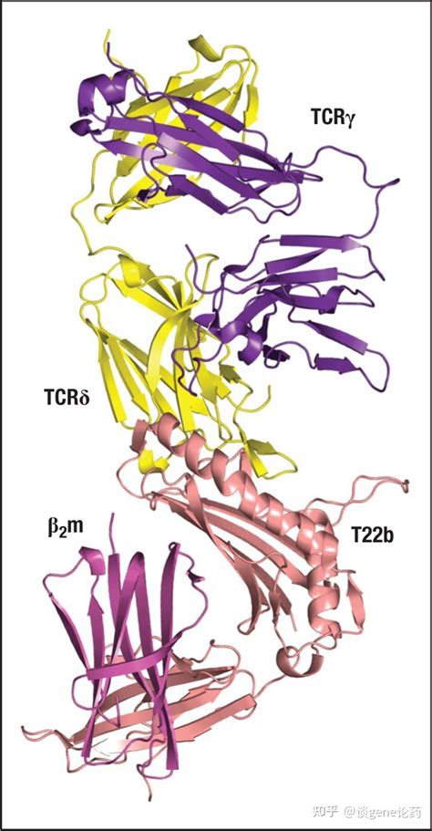 T 细胞对抗原的识别（七） 知乎