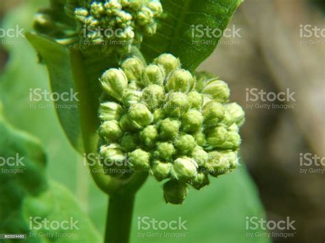 Kuncup Bunga Milkweed Foto Stok Unduh Gambar Sekarang Alam Amerika