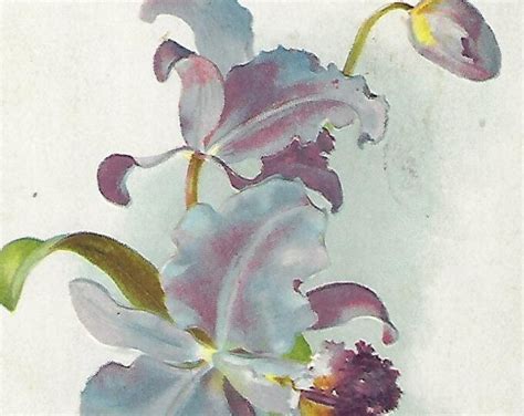 Raphael Tuck And Sons Birthday Post Card Purple Iris Antique Postcard Etsy