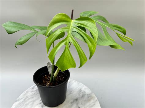 Monstera Deliciosa Var Sierrana