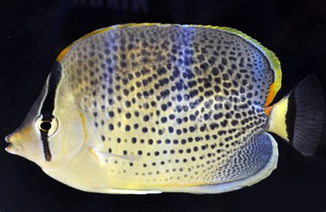 Peppered Butterflyfish Quality Marine