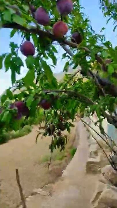 ایک خوب صورت پھل بتاۓ یہ کونسا پھل ہے Youtube