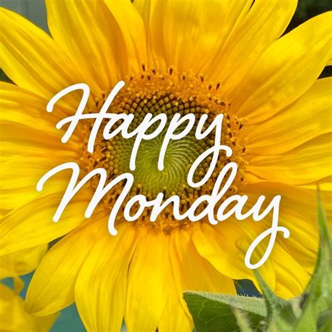 Happy Monday Sunflower