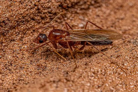 Carpenter Ants With Wings Identification