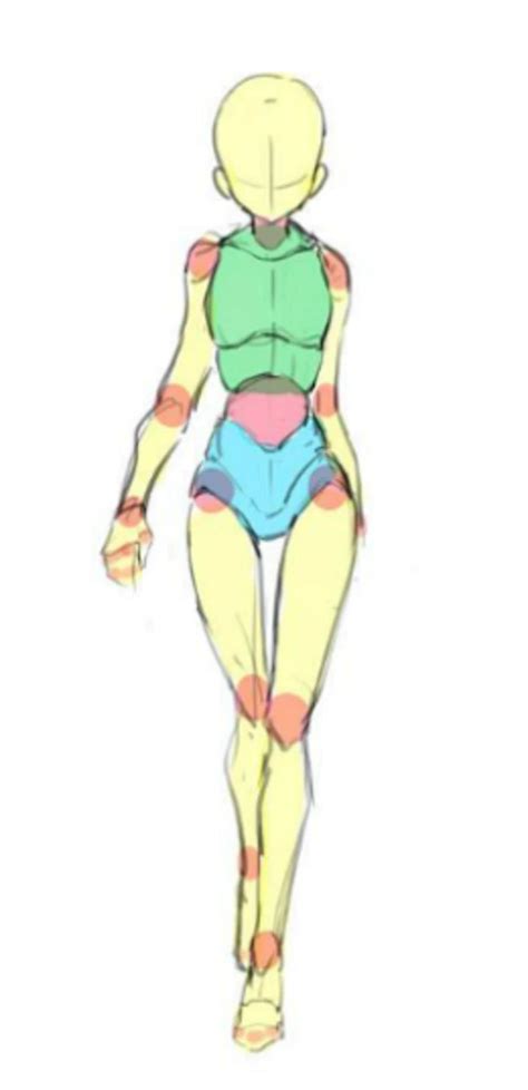 人体结构图 花瓣网