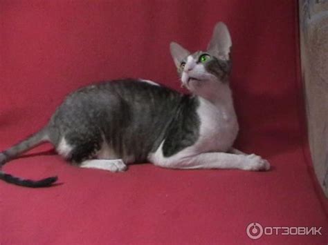 Отзыв о Порода кошек Корниш рекс Разговорчивое кудрявое существо