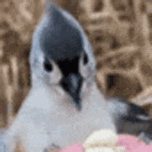 Titmouse Birds  Titmouse Birds Birdbath Discover And Share S