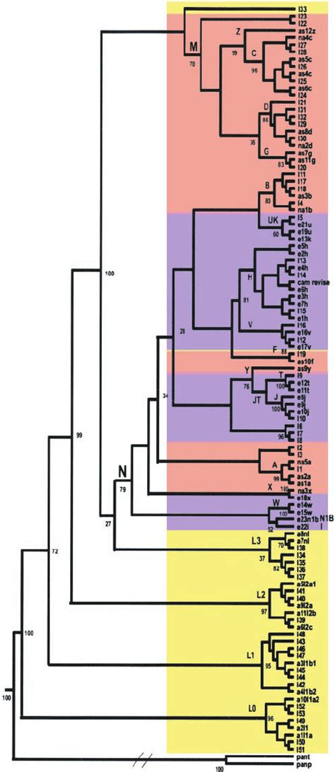 Consensus Neighbor Joining Tree Of 104 Human Mtdna Complete Sequences Download Scientific