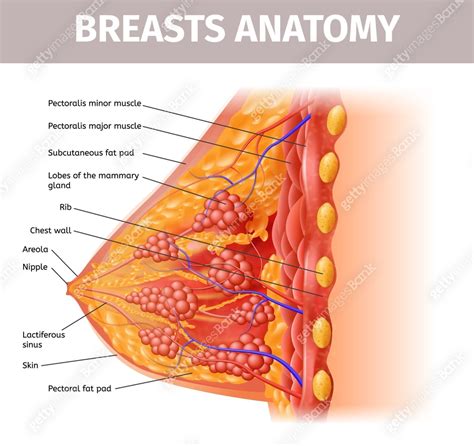 Woman Breasts Anatomy Cross Section Close Up View 이미지 1135420979