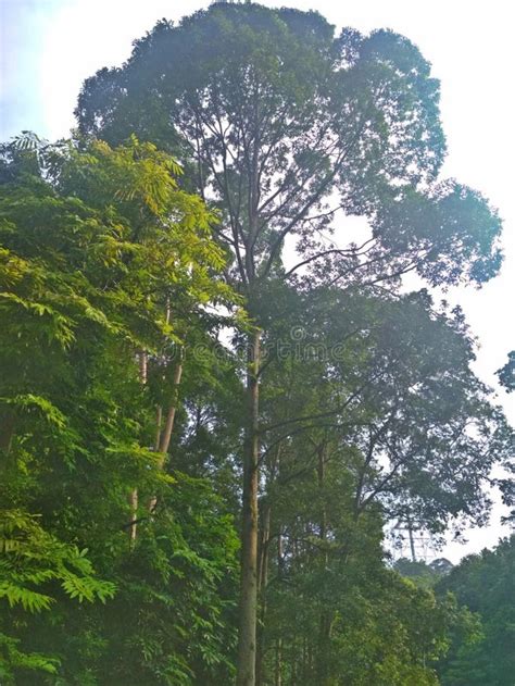 How Tall Are Emergent Trees At Joseph Avent Blog