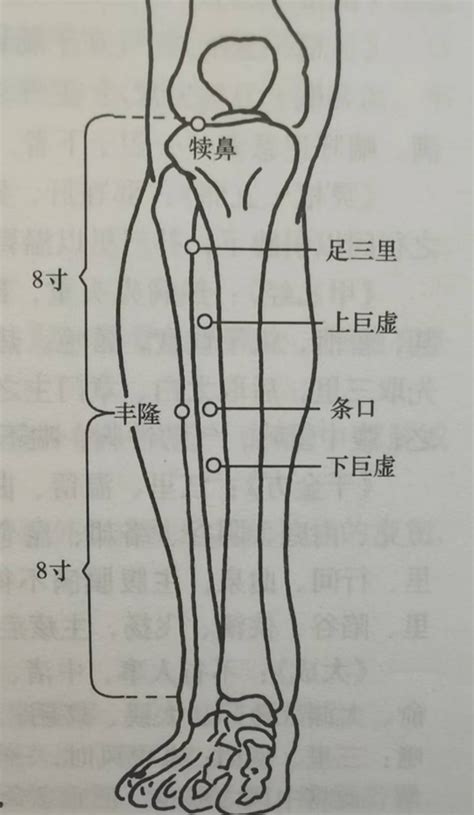 足三里：你所需要了解的，都在这里了！ Medsci Cn