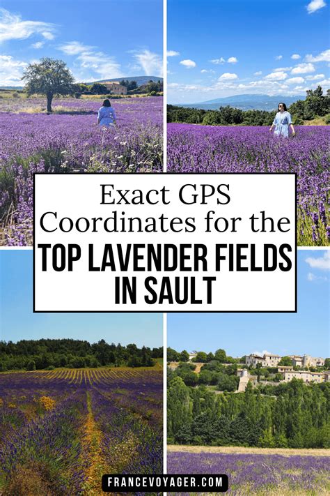 How To Visit The Lavender Fields In Sault Full Itinerary Map And Gps