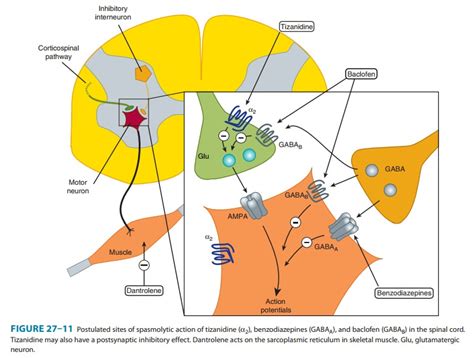 Spasmolytic Drugs