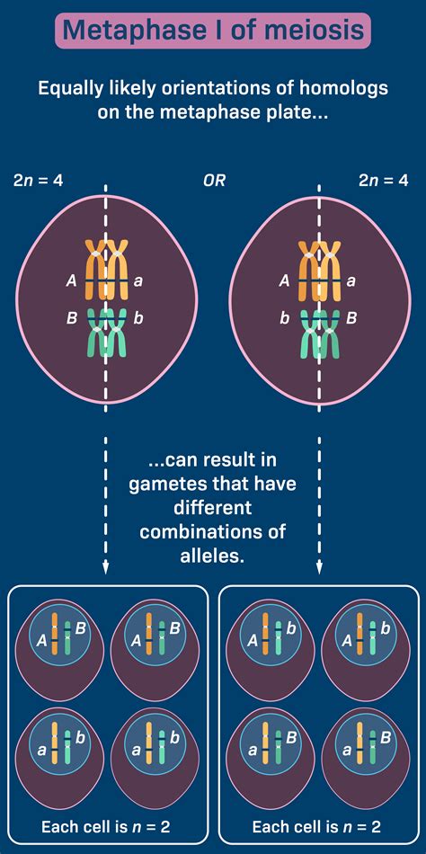 Metaphase The Steps Of Mitosis Biology For Non Majors I
