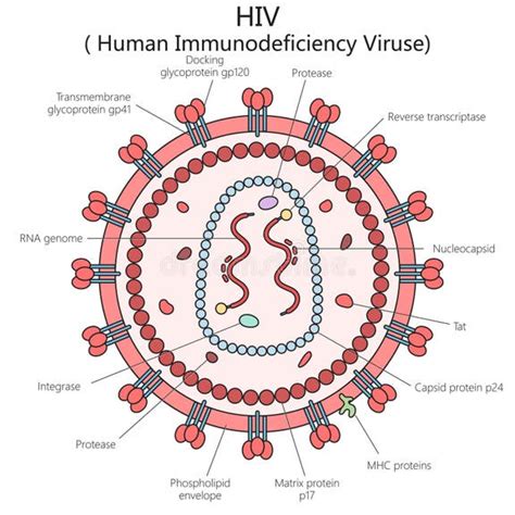 Hiv Virus Diagram Stock Illustrations 178 Hiv Virus Diagram Stock