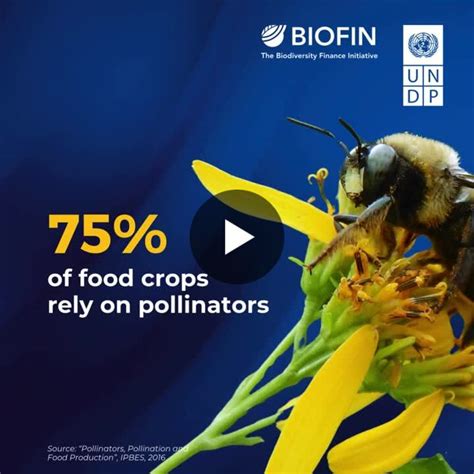 🐝over 75 Of Global Food Crops Rely On Pollinators Contributing