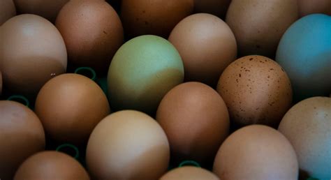 Cdfa Announces Vacancies On Shell Egg Advisory Board Morning Ag Clips