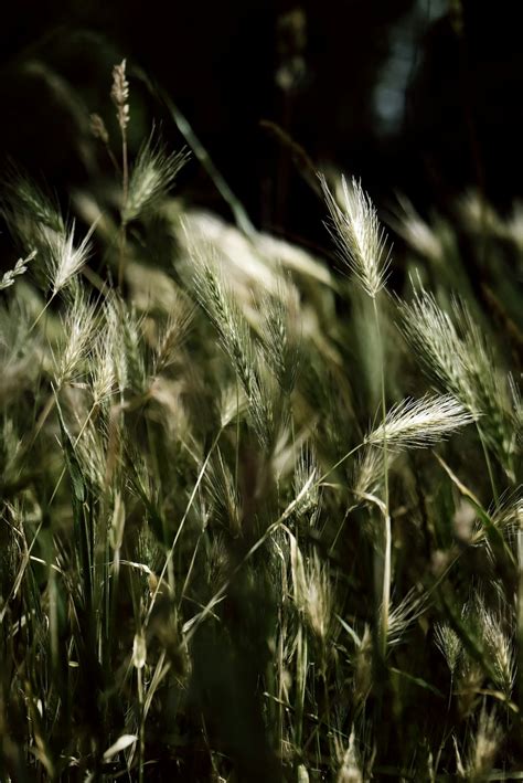 Close Up Of Grass Photo Free Uk Image On Unsplash