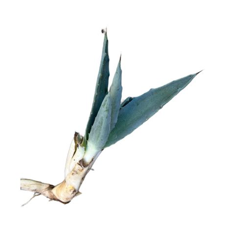 Blue American Agave Agave Americana Century Plant Pups Cuttings