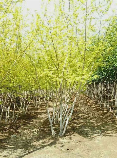 丛生金叶复叶槭