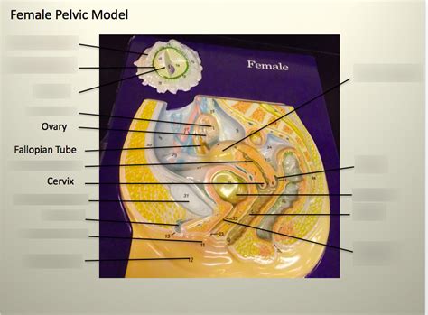 Lab 21 Female Pelvic Region Diagram Quizlet