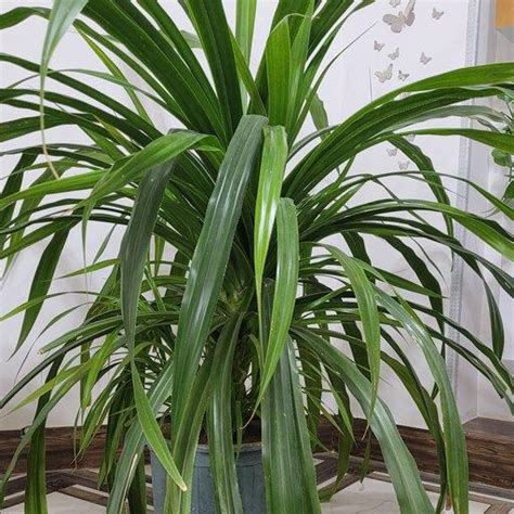 قیمت و خرید گیاه پاندانوس آپارتمانی سبز و زیبا و بسیار بزرگ