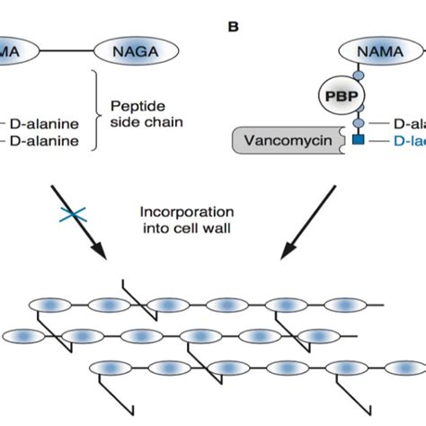 Antimicrobial Activity Of Vancomycin Download Scientific Diagram
