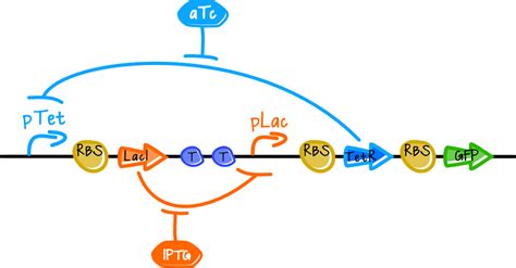 Toggle Switch Biology At Charles Lindquist Blog