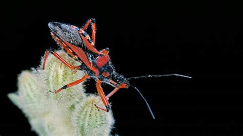 The Assassin Bug Liquefies Its Victims Organs Before Feasting
