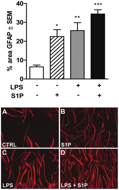S1p And Lps Induce Astrocyte Migration In A Scratch Assay Astrocytes